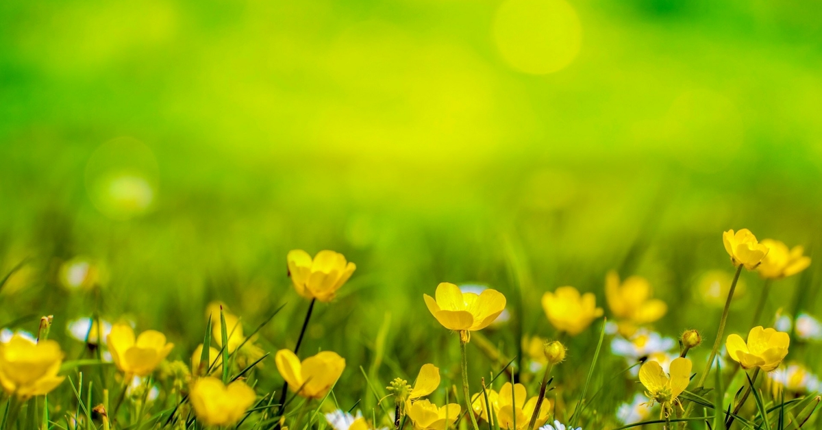 Wild Lawn | Eden Court